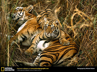 FADING STRIPES ~ INFORMATION WALL